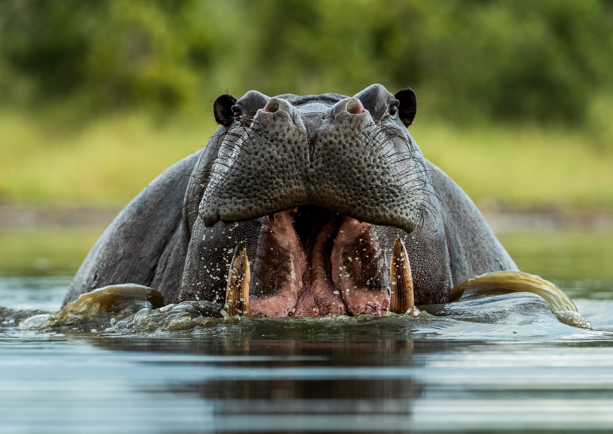 Nelis Wolmarans | Wildlife and Photographic Safaris – Nelis Wolmarans ...